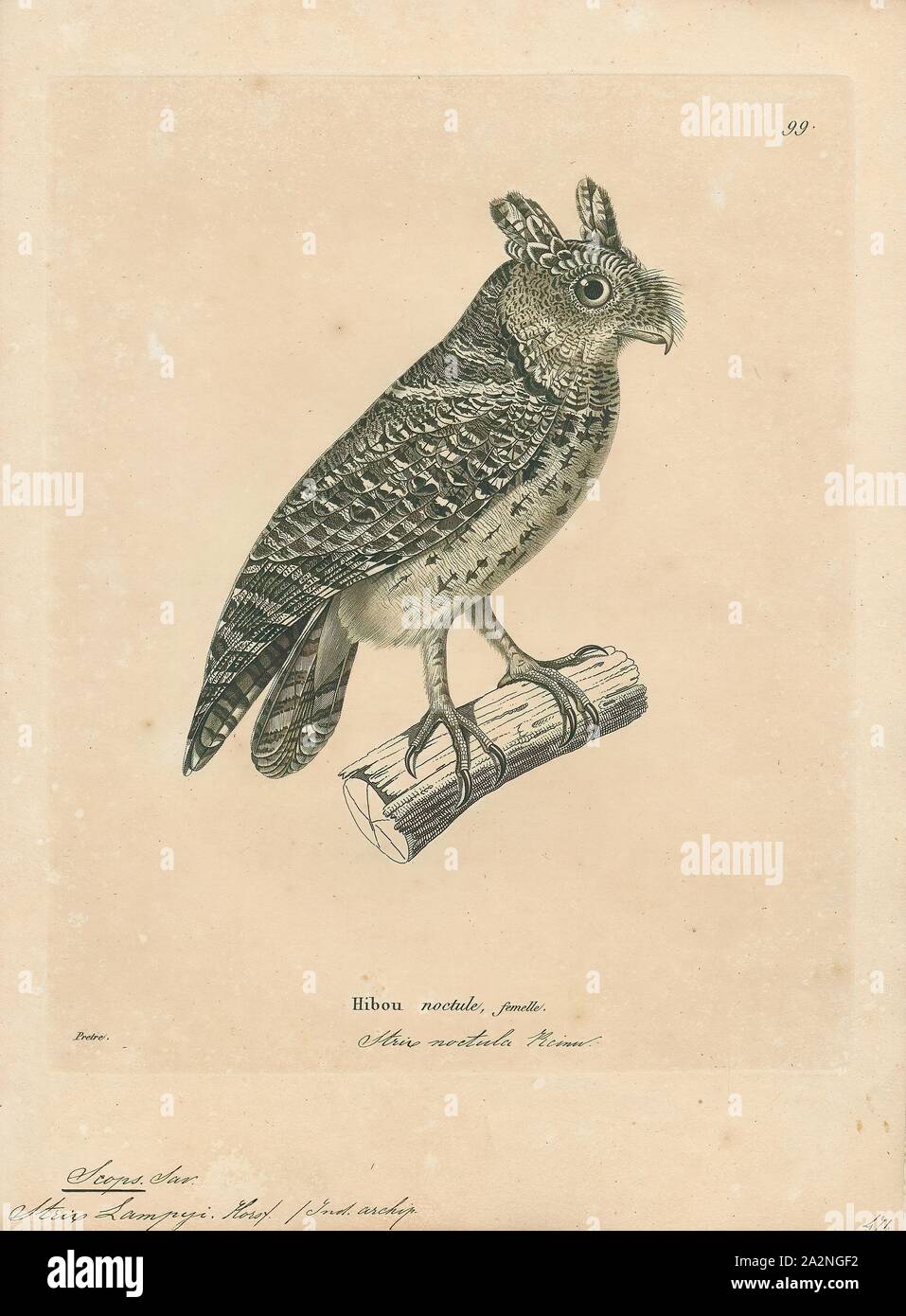 Scops lempiji hi-res stock photography and images - Alamy