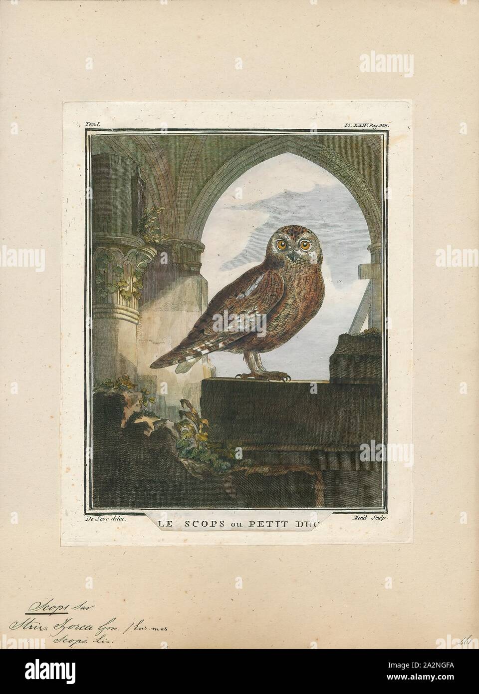 Scops zorca, Print, Scop, A scop was a poet as represented in Old ...