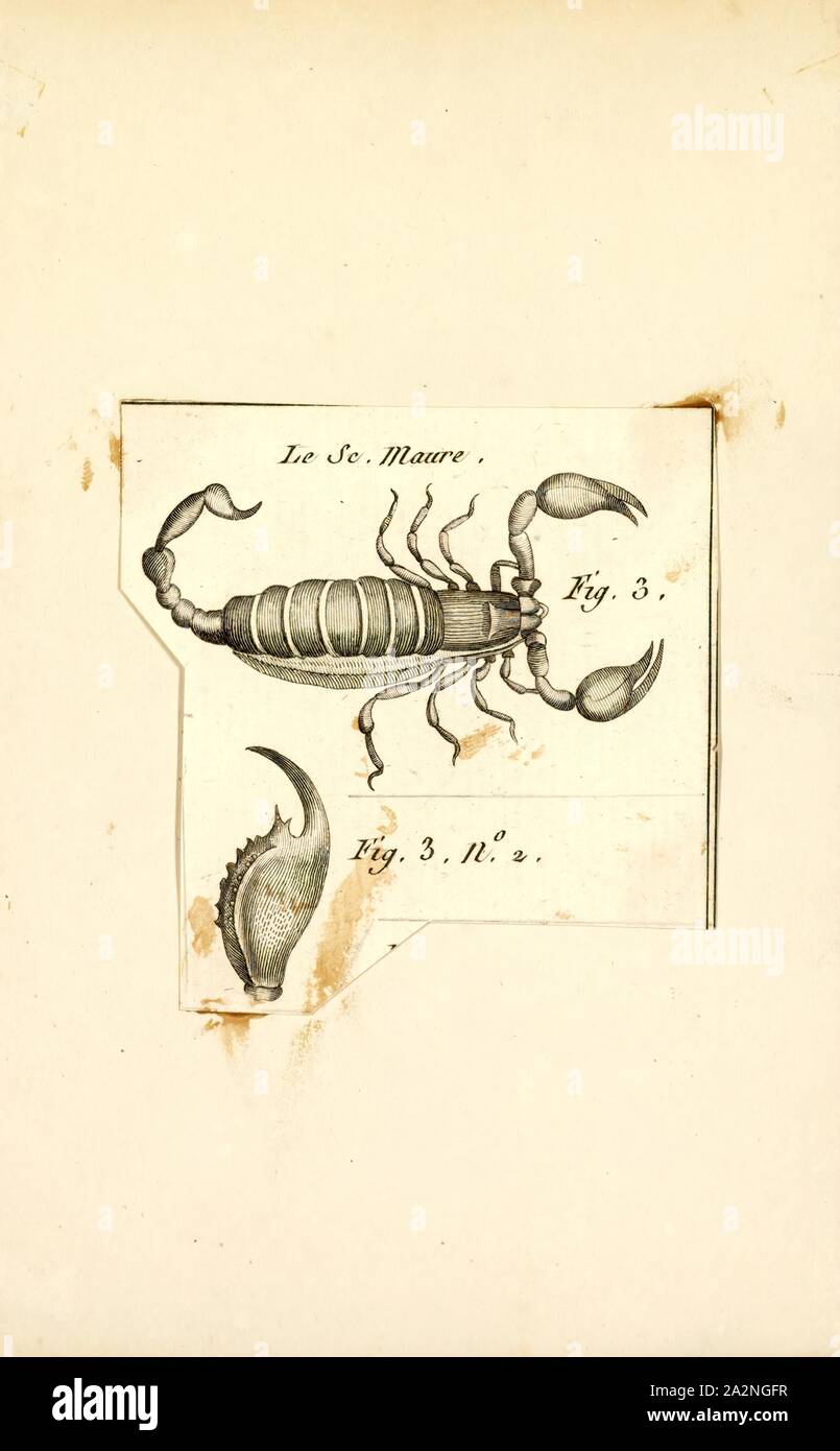 Scorpius hi-res stock photography and images - Alamy