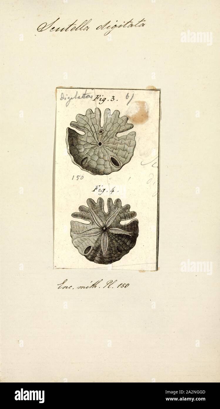 Scutella digitata, Print Stock Photo - Alamy