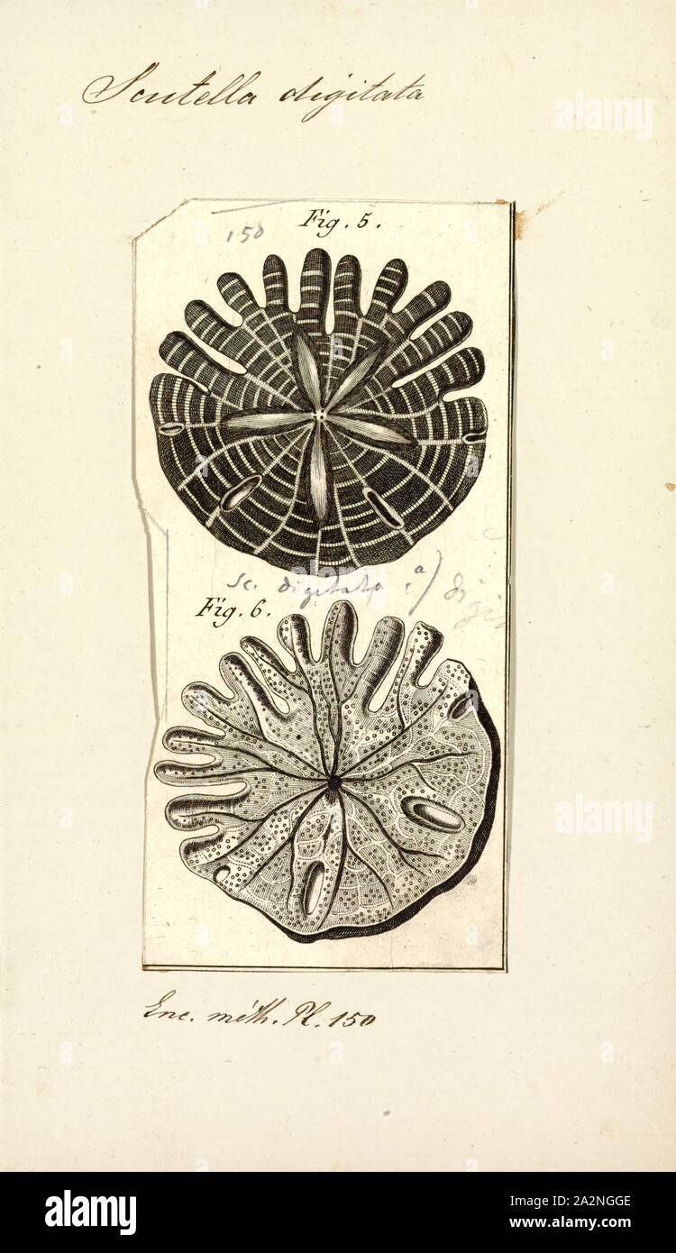Scutella digitata, Print Stock Photo - Alamy