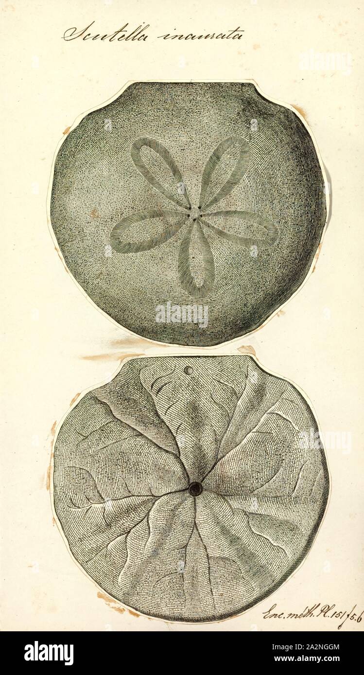 Scutella inaurata, Print Stock Photo - Alamy