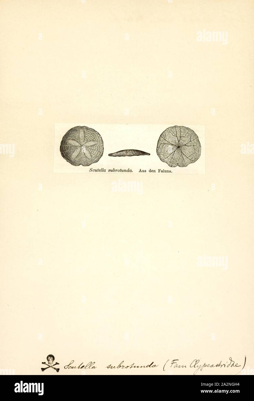 Scutella subrotunda, Print Stock Photo - Alamy