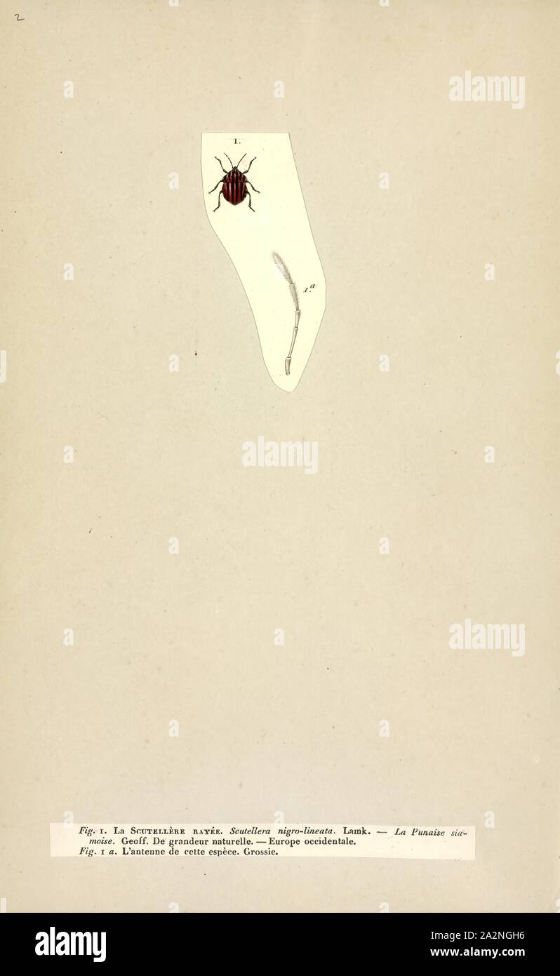 Scutellera hi-res stock photography and images - Alamy