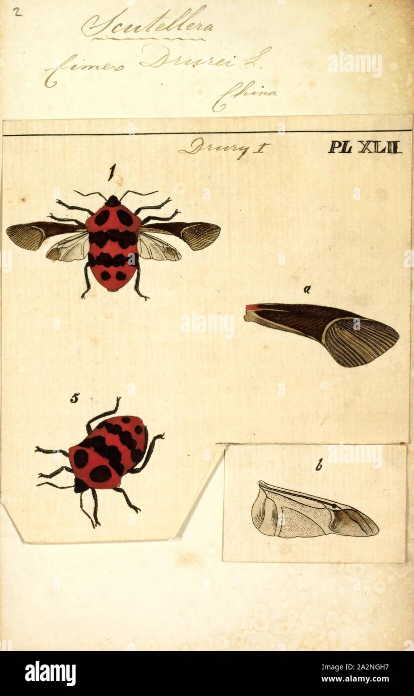 Scutellera hi-res stock photography and images - Alamy