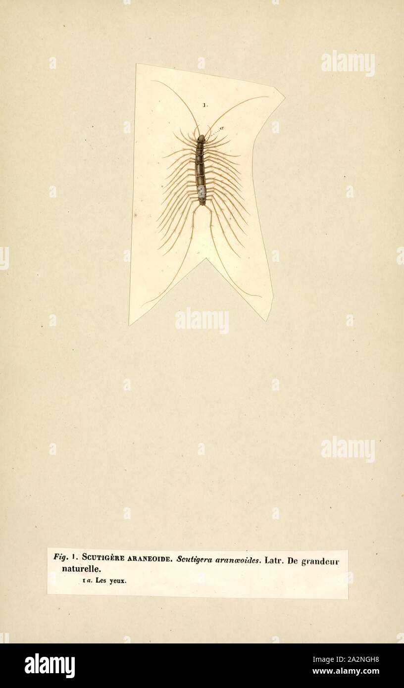 Scutigera, Print, Scutigera is a centipede genus in the family ...
