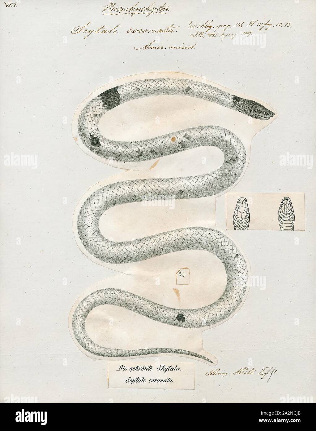 Scytale coronata hi-res stock photography and images - Alamy