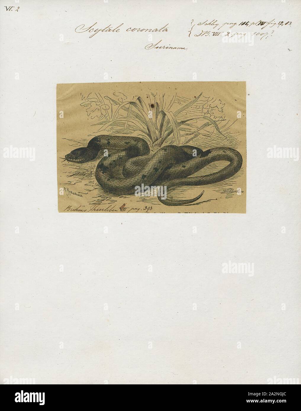 Scytale hi-res stock photography and images - Alamy