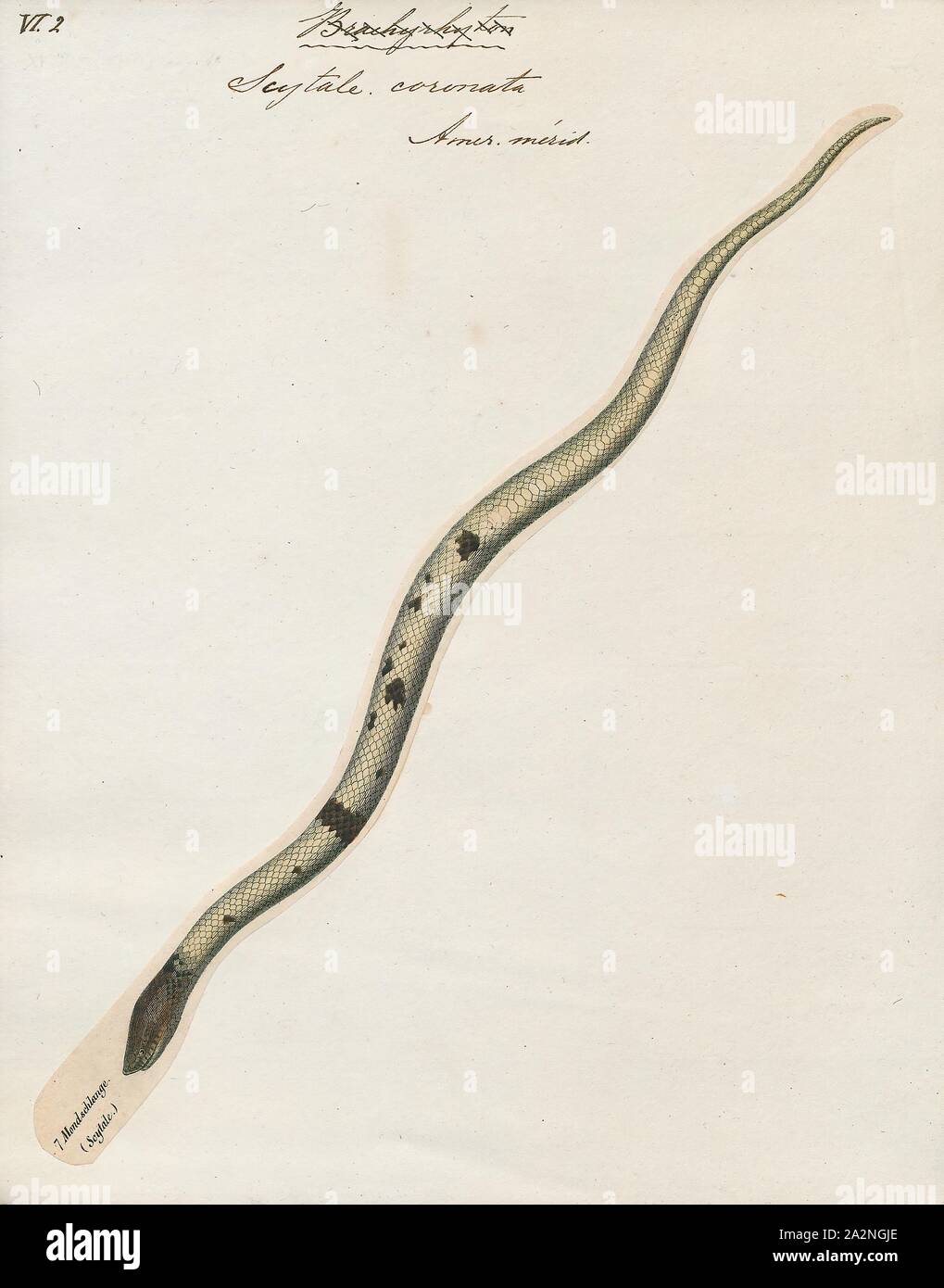 Scytale hi-res stock photography and images - Alamy