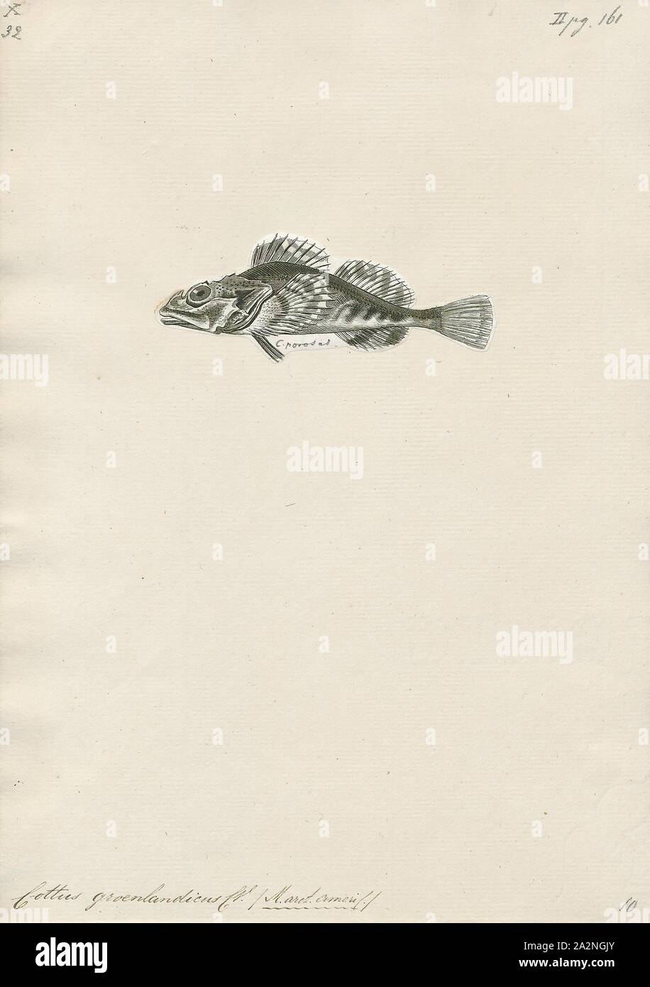 Dusky rockfish hi-res stock photography and images - Alamy