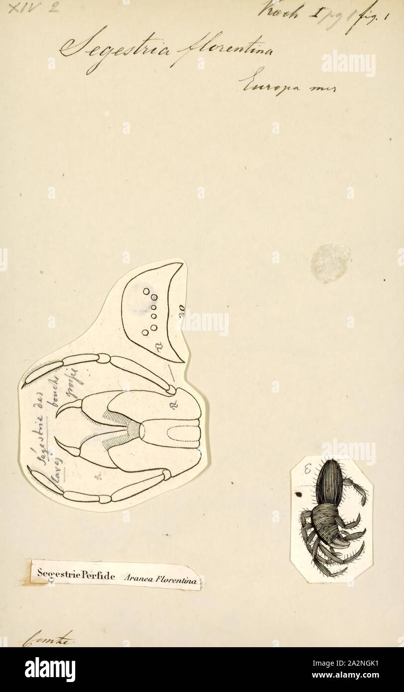 Segestría hi-res stock photography and images - Alamy