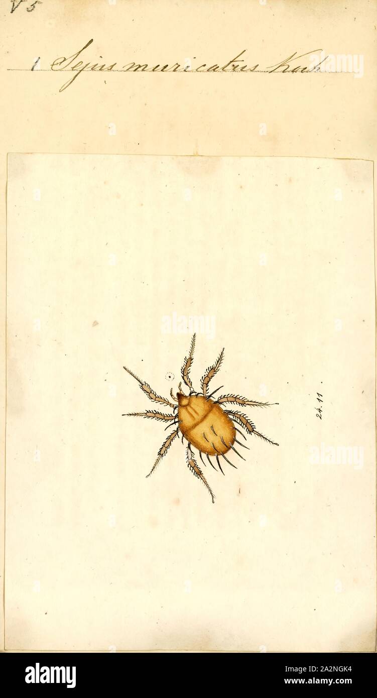 Sejidae hi-res stock photography and images - Alamy