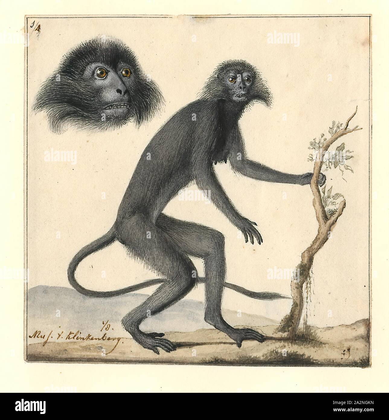 1788 hi-res stock photography and images - Alamy