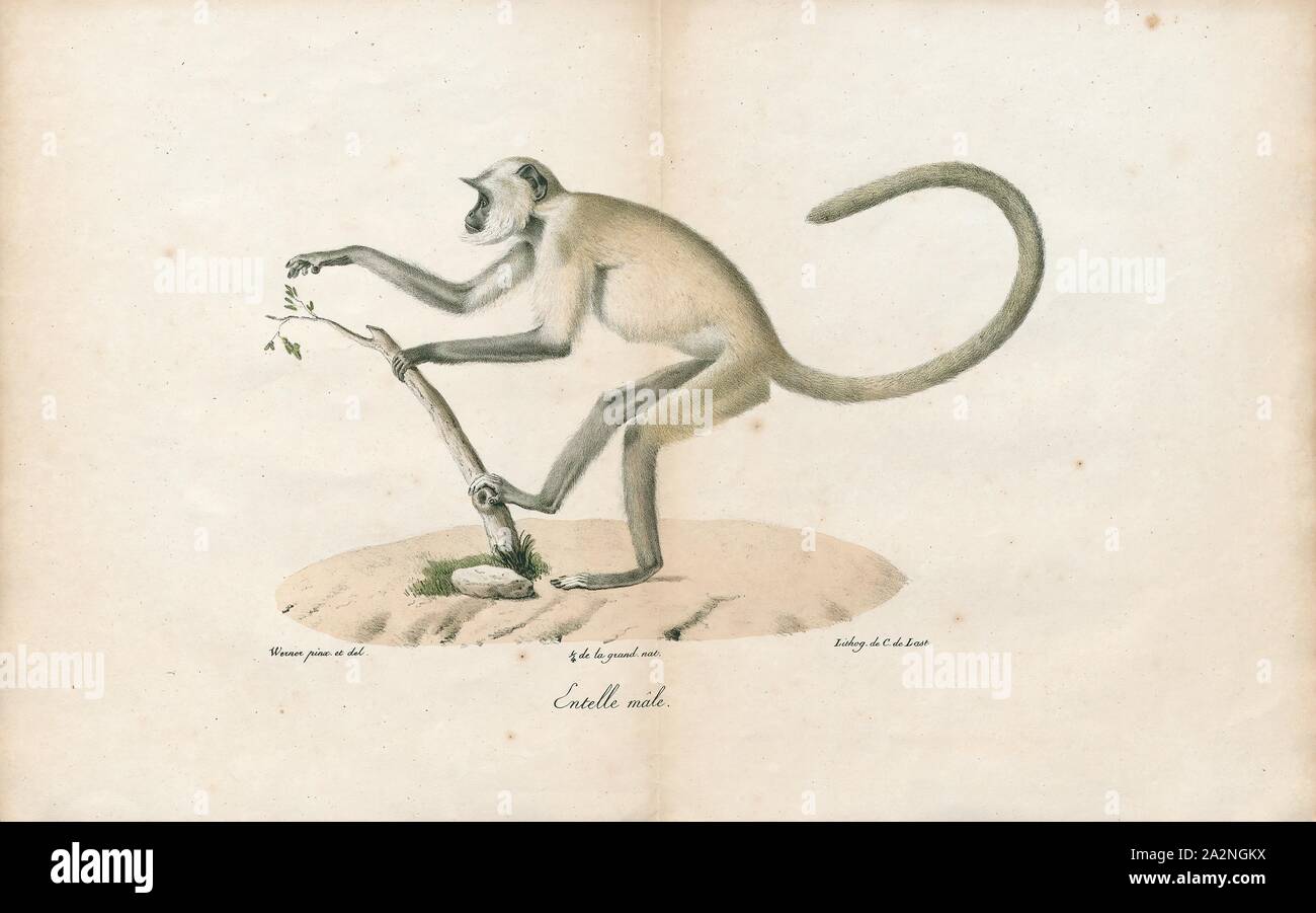 Semnopithecus entellus, Print, The northern plains gray langur ...