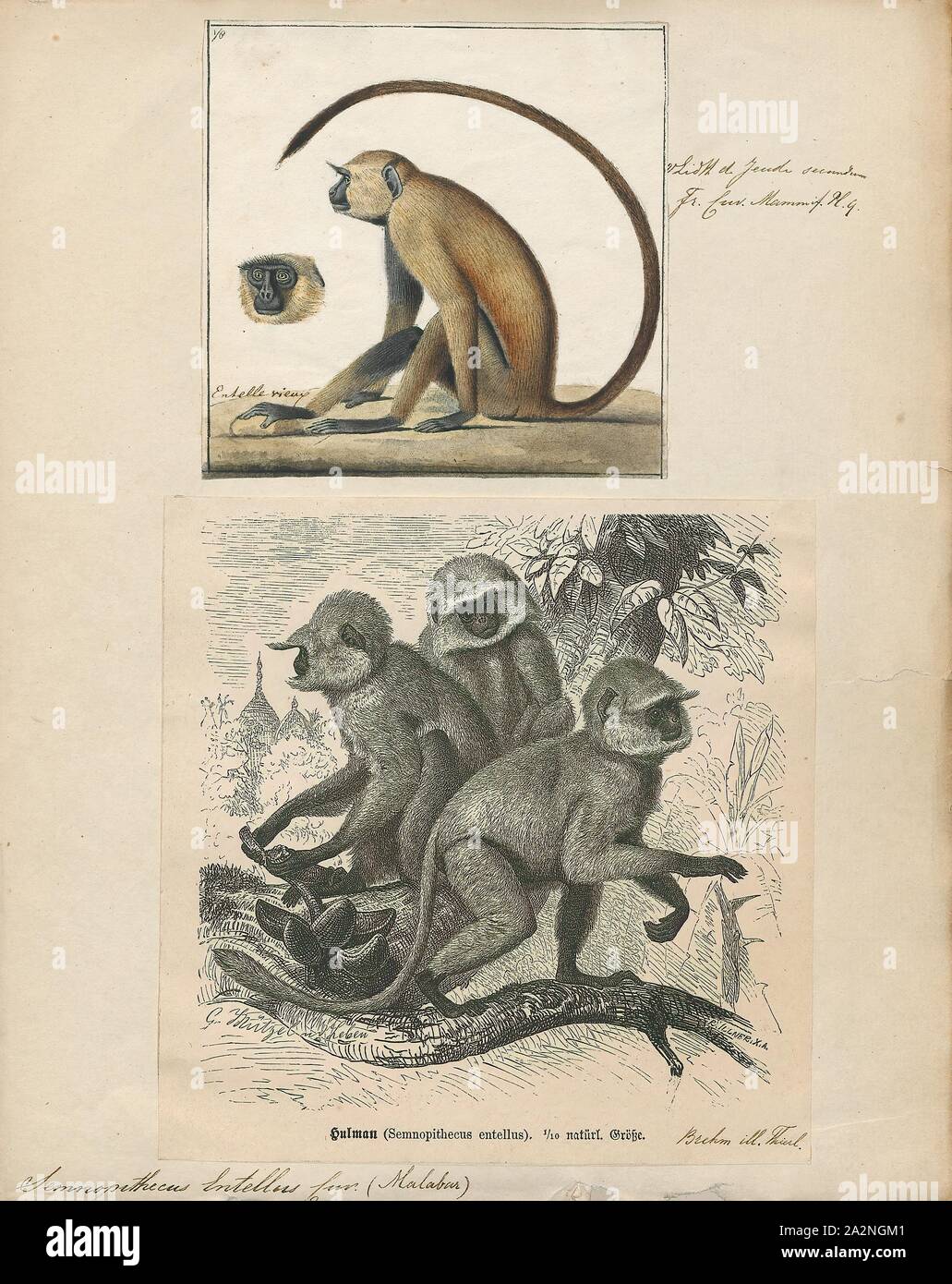 Primate range hi-res stock photography and images - Alamy