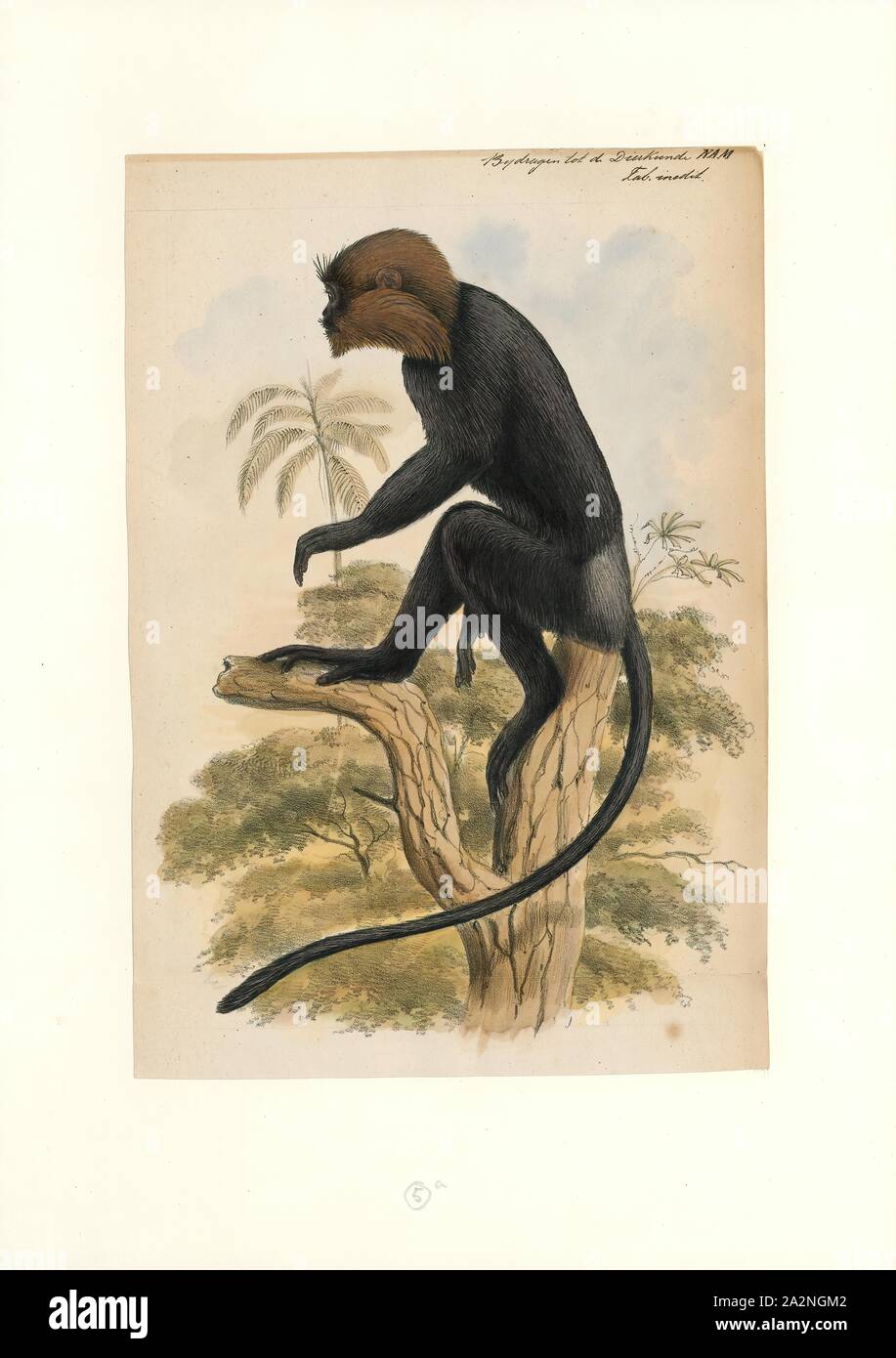 Includes kodagu hi-res stock photography and images - Alamy