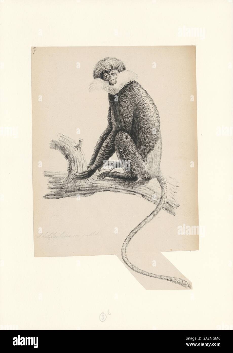 Semnopithecus pallidus hi-res stock photography and images - Alamy