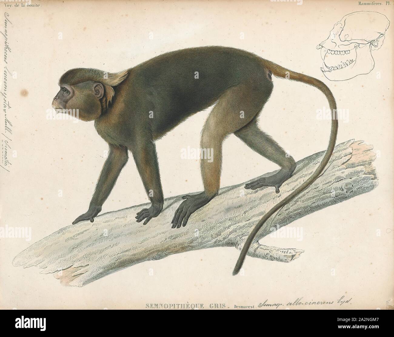 Semnopithecus leucomystax hi-res stock photography and images - Alamy