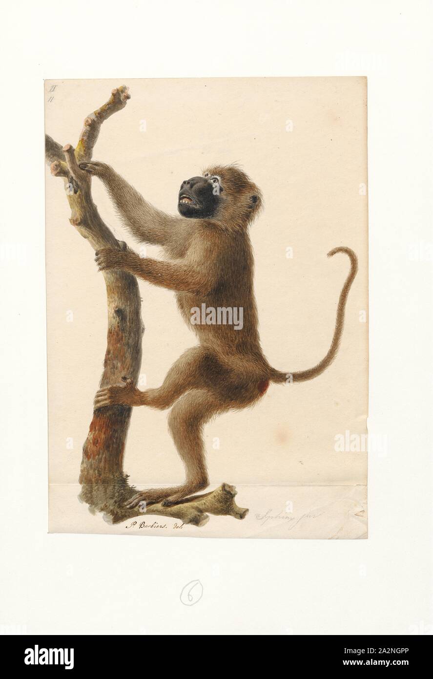 Semnopithecus spec hi-res stock photography and images - Alamy
