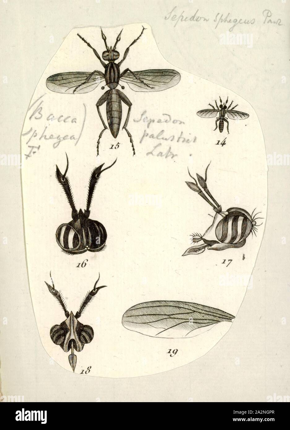 Family sciomyzidae hi-res stock photography and images - Alamy