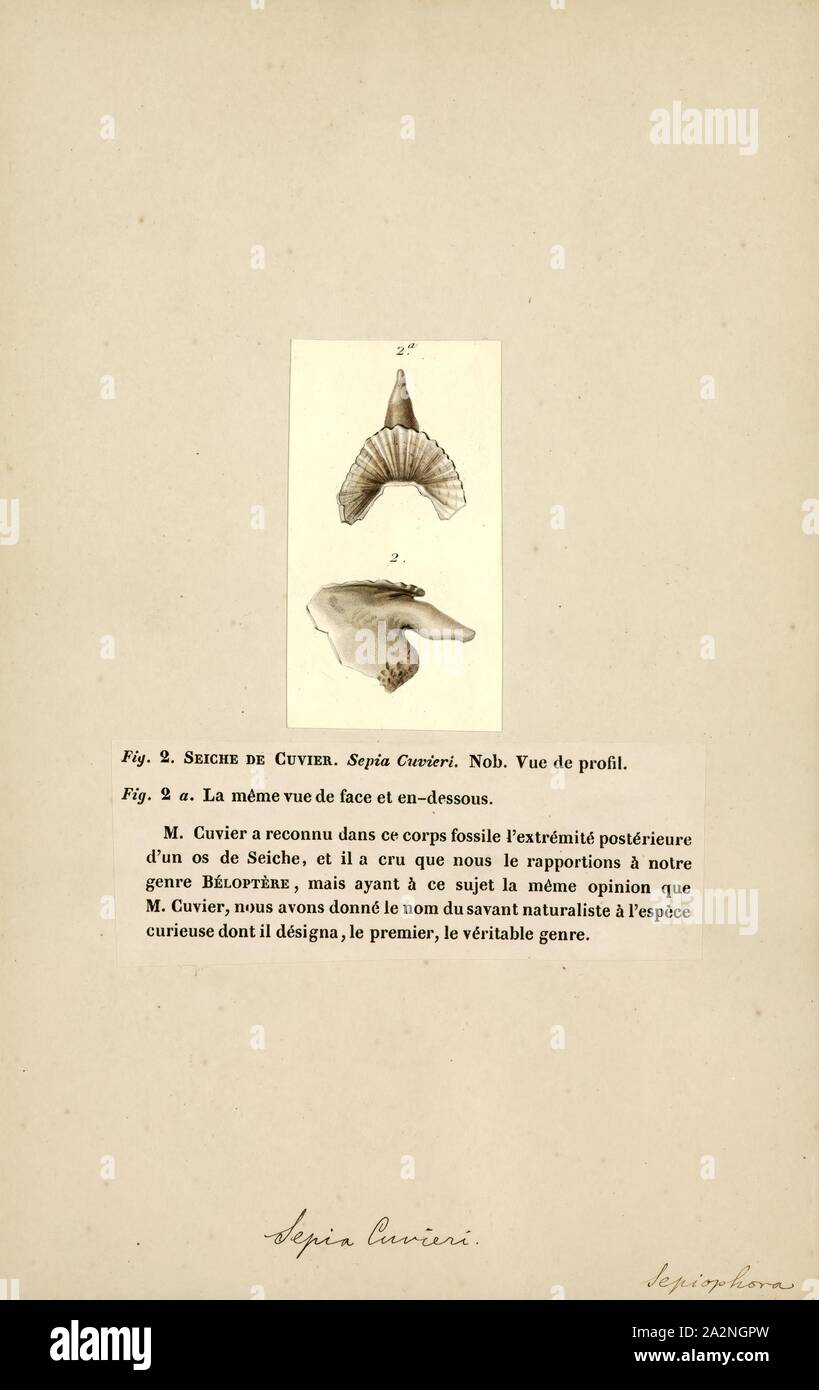 Print sepia hi-res stock photography and images - Alamy