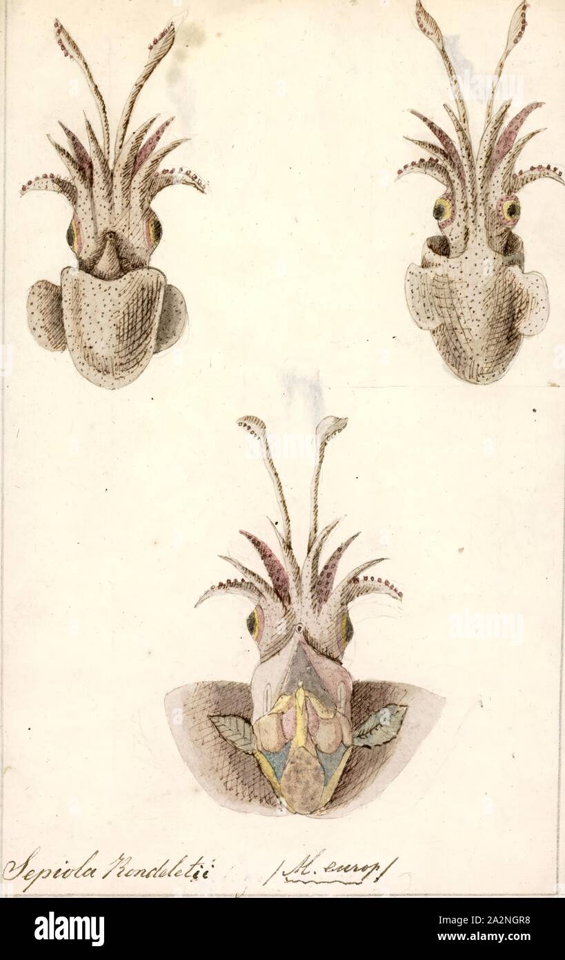 Bobtail squid native hi-res stock photography and images - Alamy