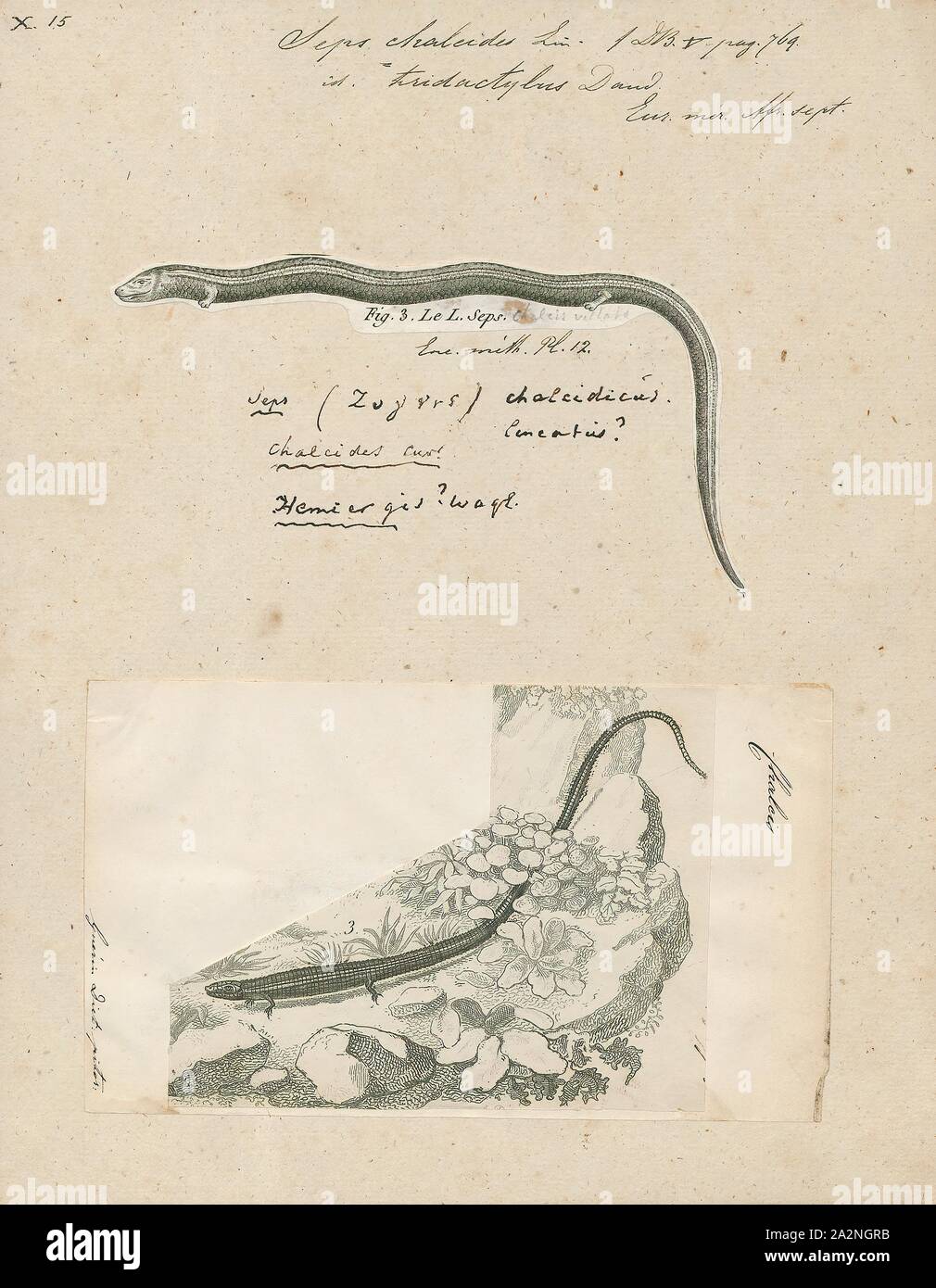 Seps chalcides, Print, Tetradactylus is a genus of lizards in the ...