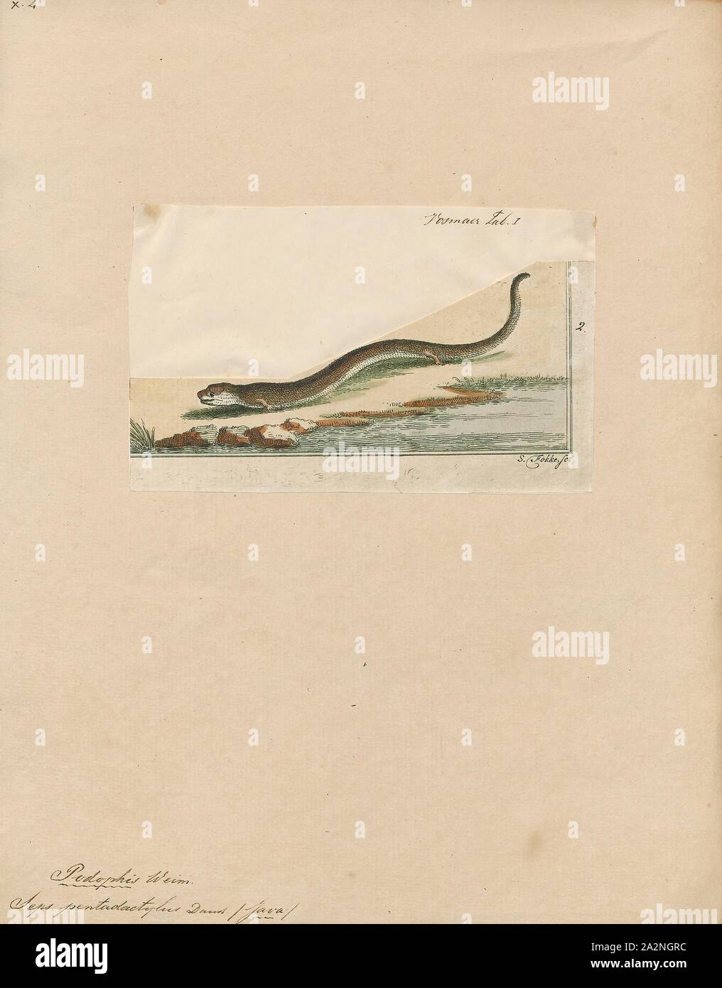 Seps pentadactylus, Print, Tetradactylus is a genus of lizards in the ...