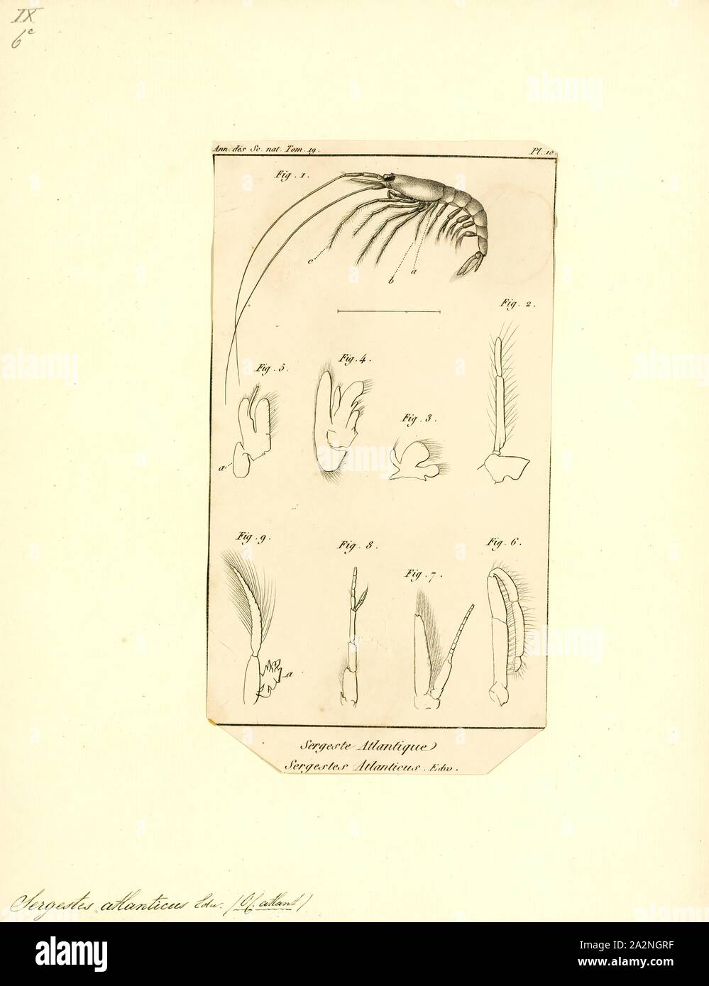 Sergestes atlanticus, Print Stock Photo - Alamy