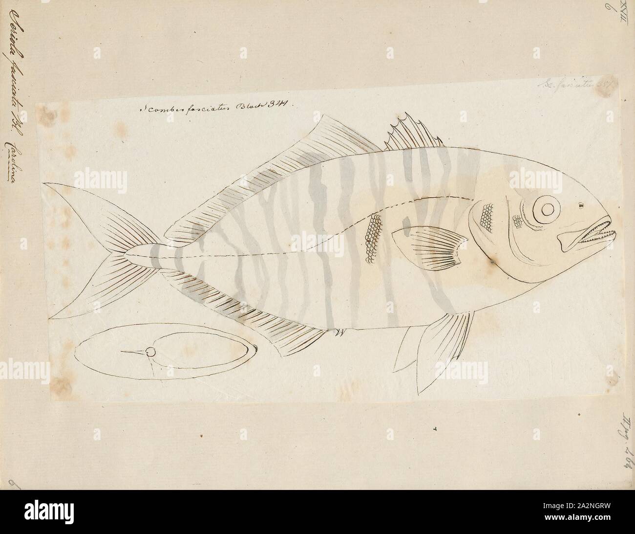 Seriola fasciata, Print, Little amberjack, 1700-1880 Stock Photo - Alamy