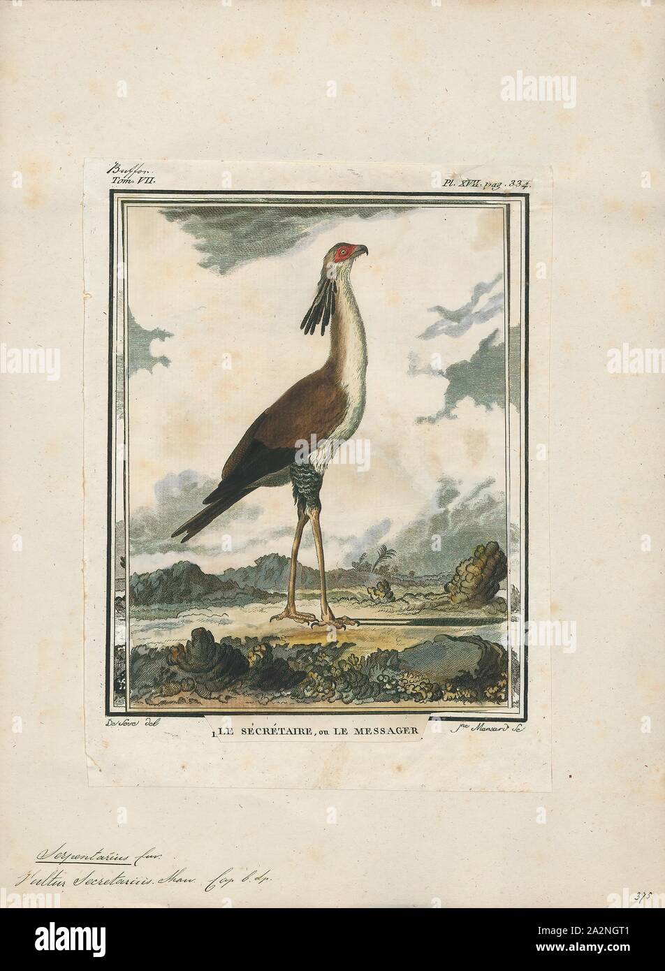 Serpentarius reptilivorus hi-res stock photography and images - Alamy