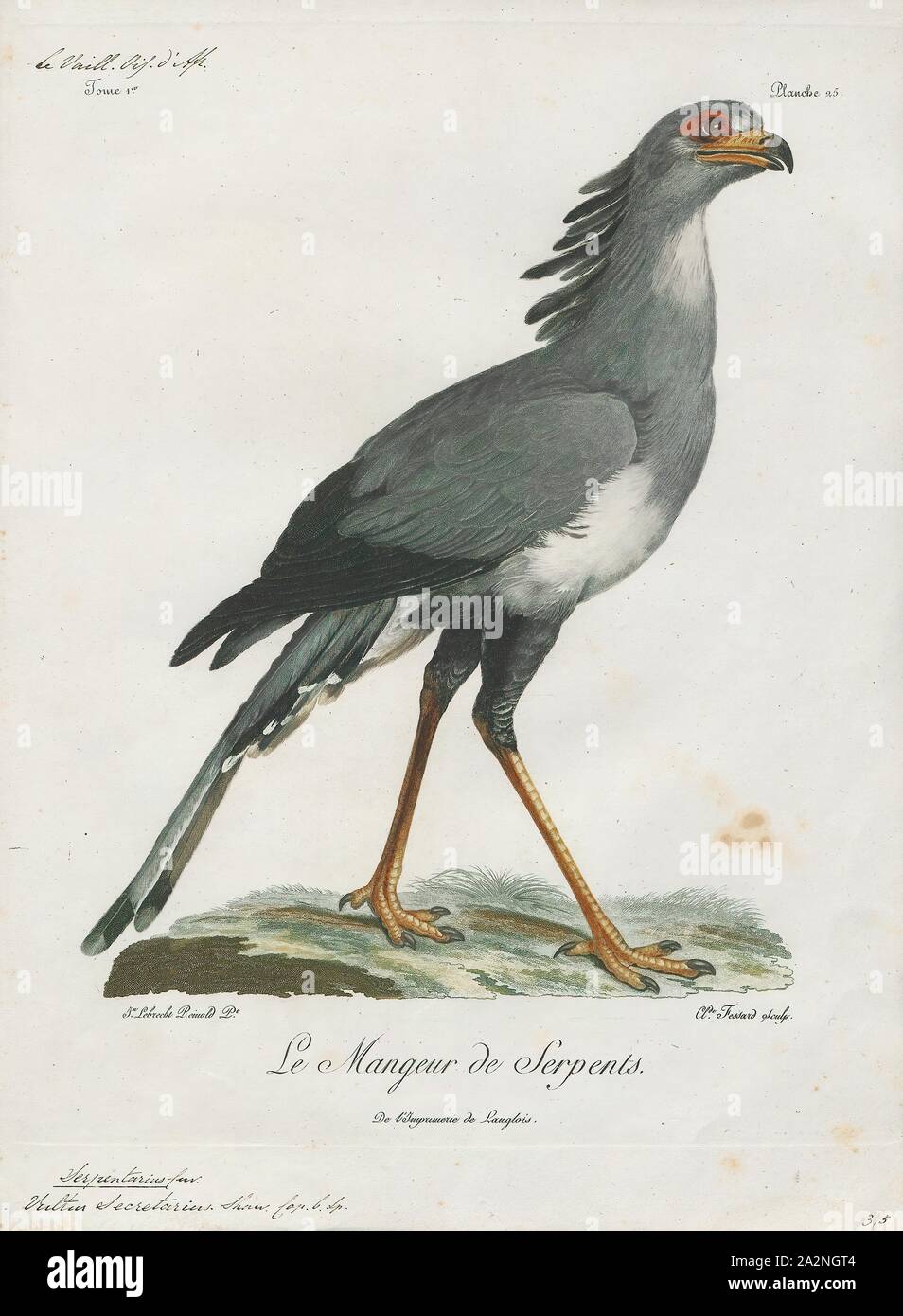 Serpentarius reptilivorus hi-res stock photography and images - Alamy