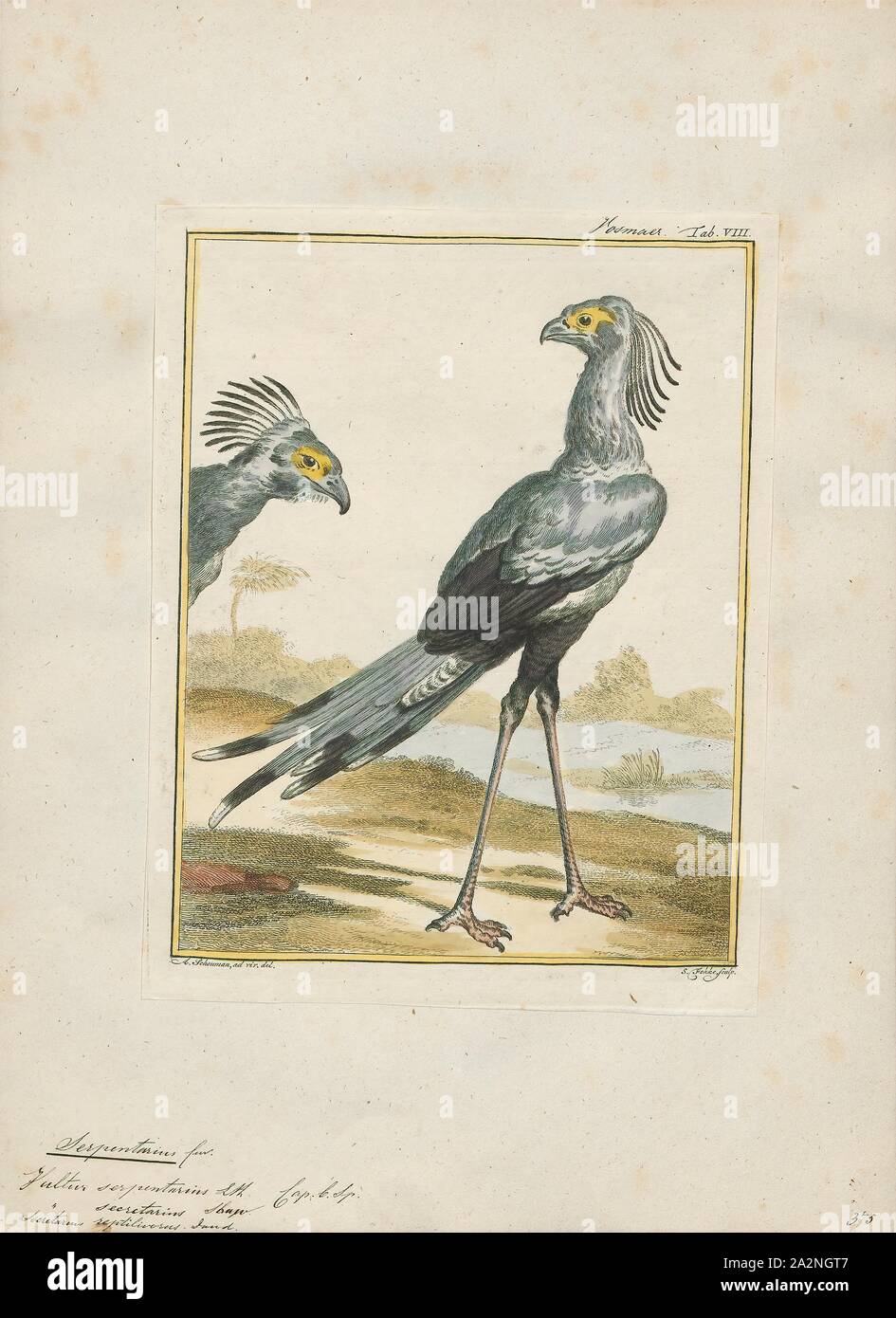 Serpentarius reptilivorus, Print, 1810-1819 Stock Photo - Alamy