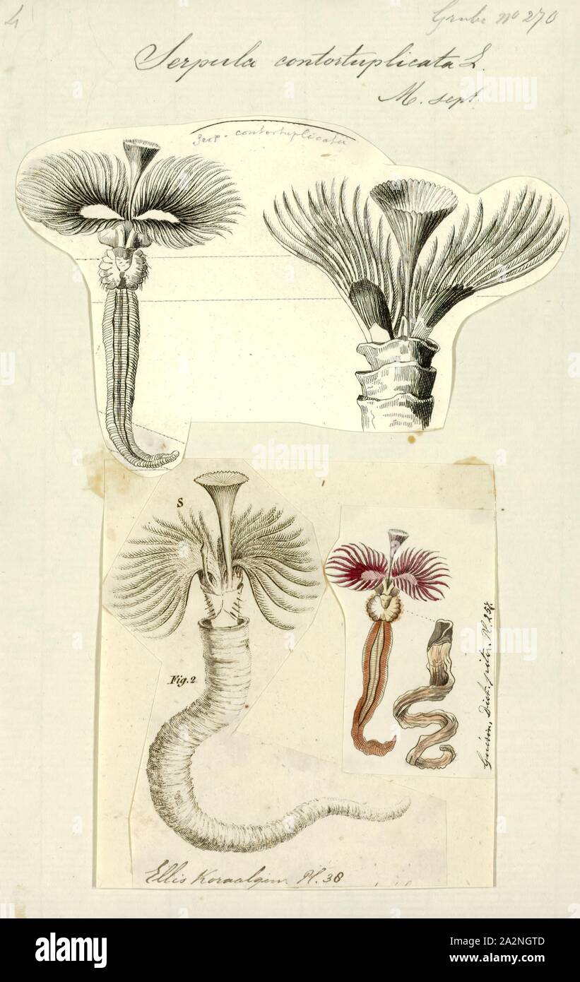 Cartilaginous operculum hi-res stock photography and images - Alamy