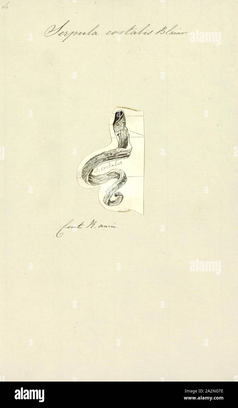 Costalis hi-res stock photography and images - Alamy