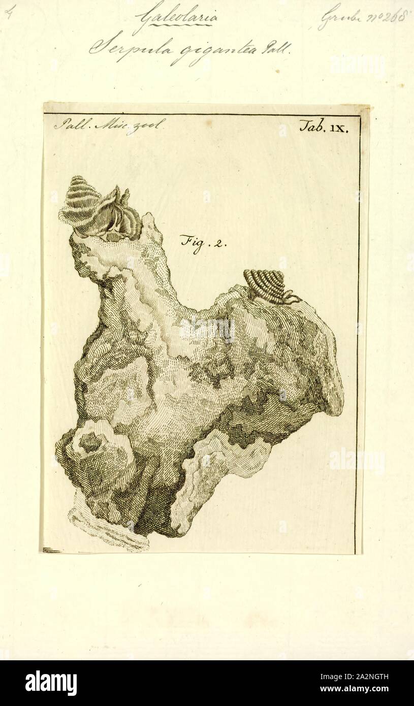 Serpula gigantea hi-res stock photography and images - Alamy