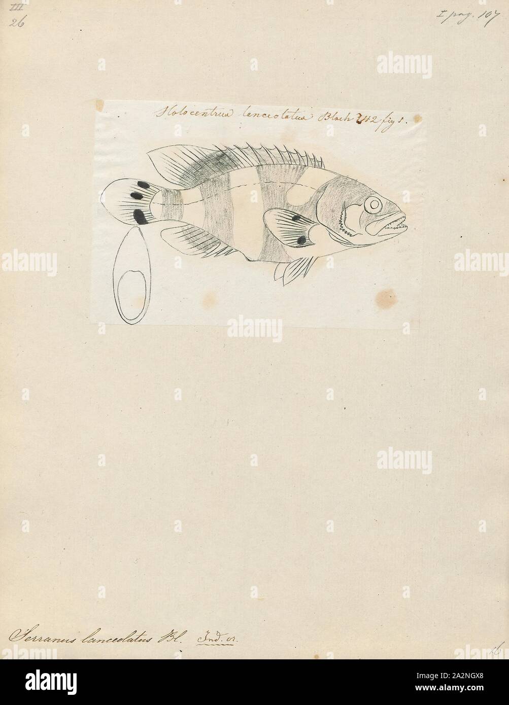 Lanceolatus hi-res stock photography and images - Alamy