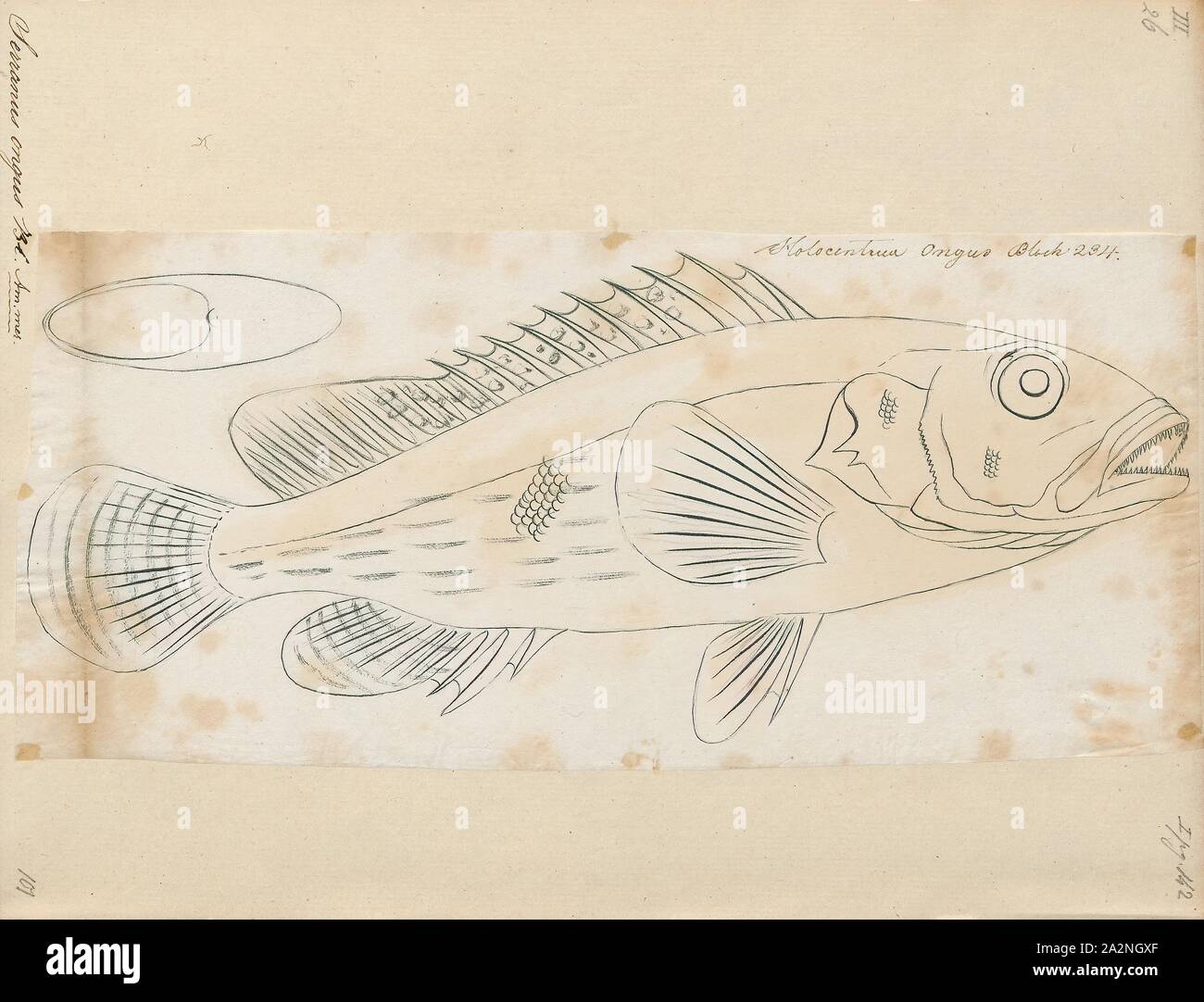 Serranus ongus hi-res stock photography and images - Alamy