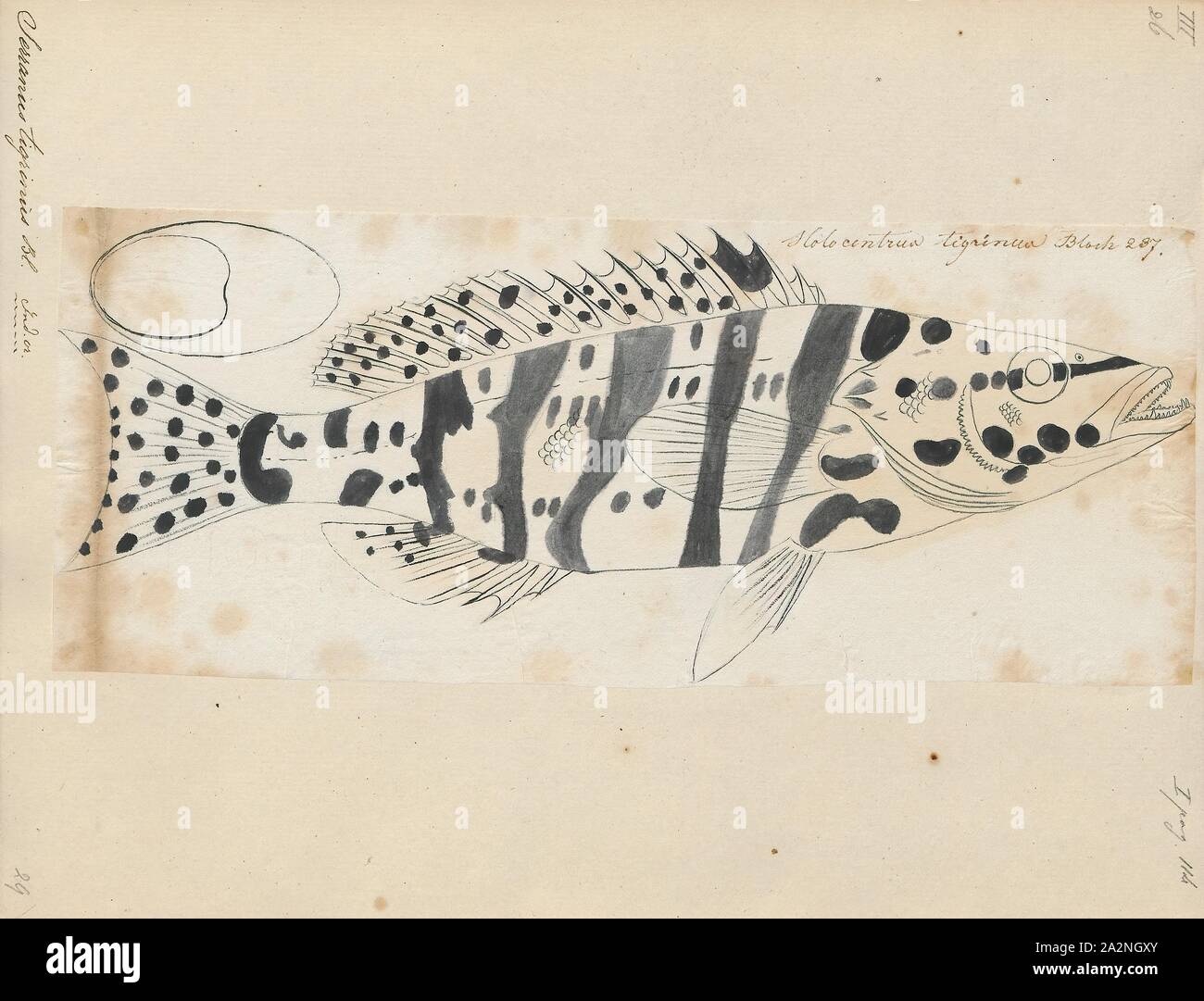 Serranus tigrinus, Print, The harlequin bass (Serranus tigrinus) is a ...