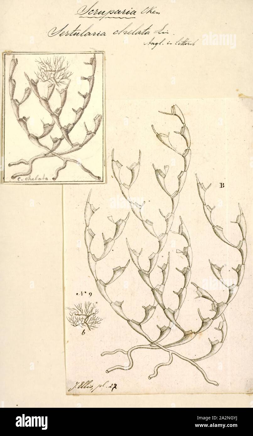 Sertularia chelata hi-res stock photography and images - Alamy