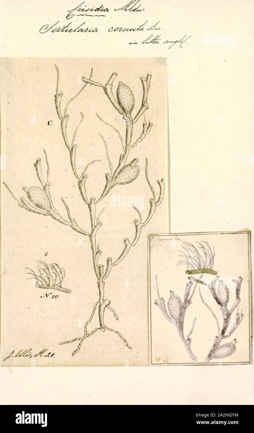 Sertularia cornuta, Print, Sertularia is a genus of hydroids in the ...