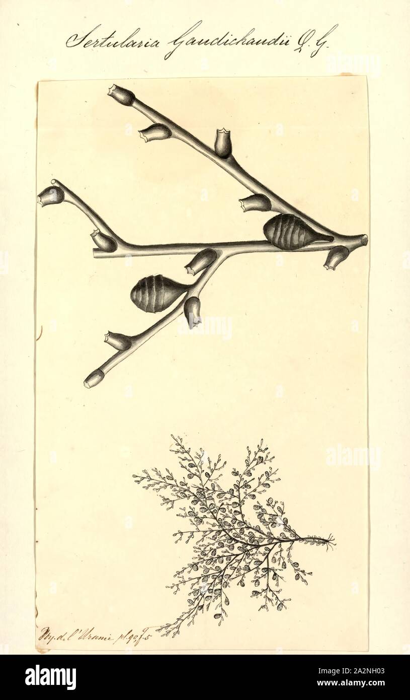 Sertularia gaudichaudii hi-res stock photography and images - Alamy