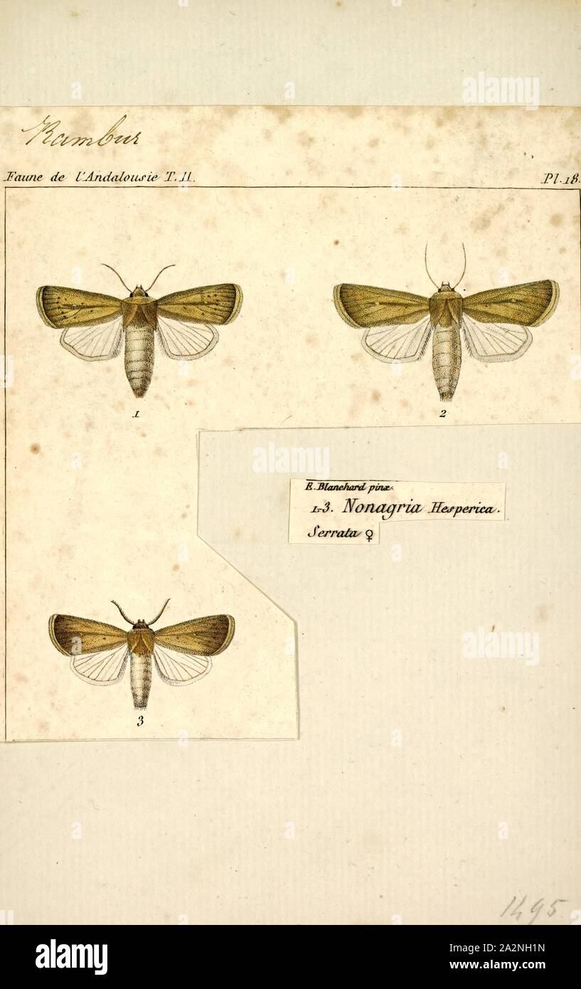 Sesamia, Print, Sesamia is a genus of moths of the family Noctuidae ...