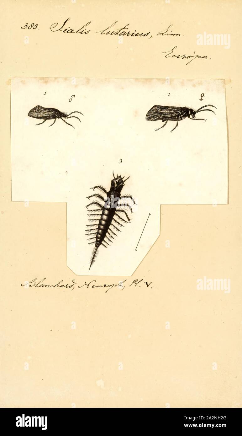 Order megaloptera family sialidae hi-res stock photography and images ...