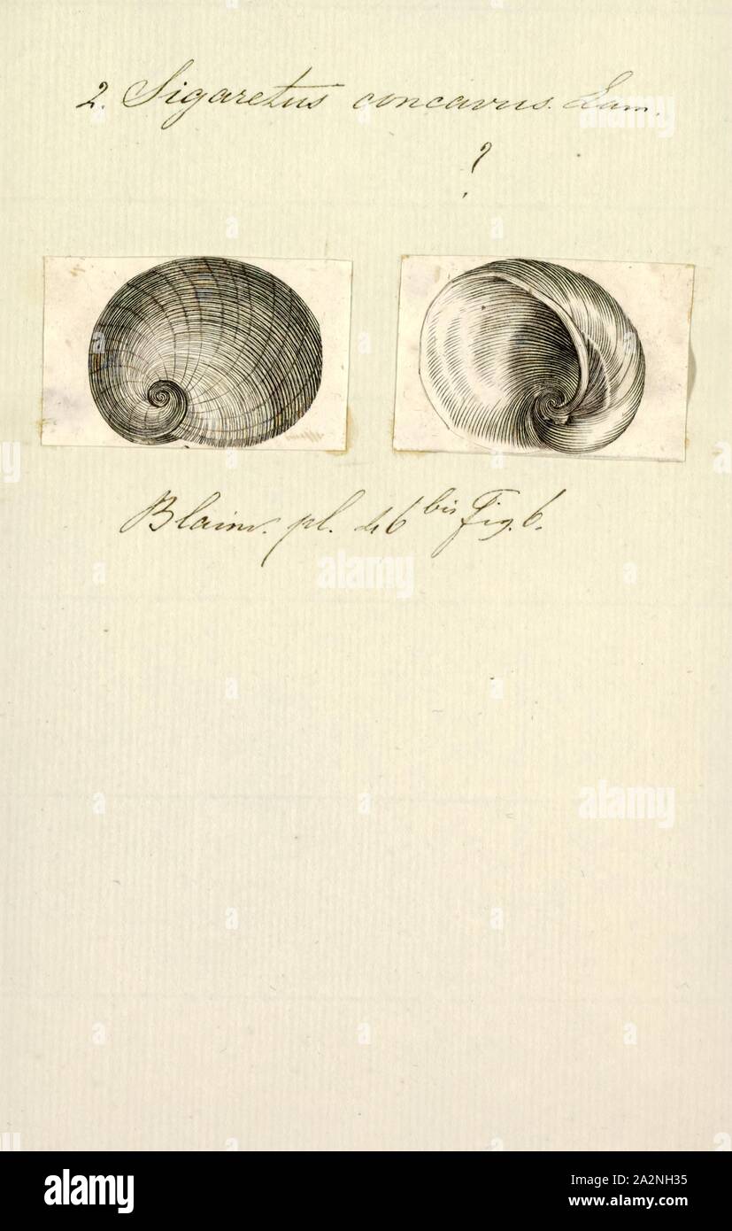 Sigaretus concavus, Print, Sinum concavum, common name the concave ear ...