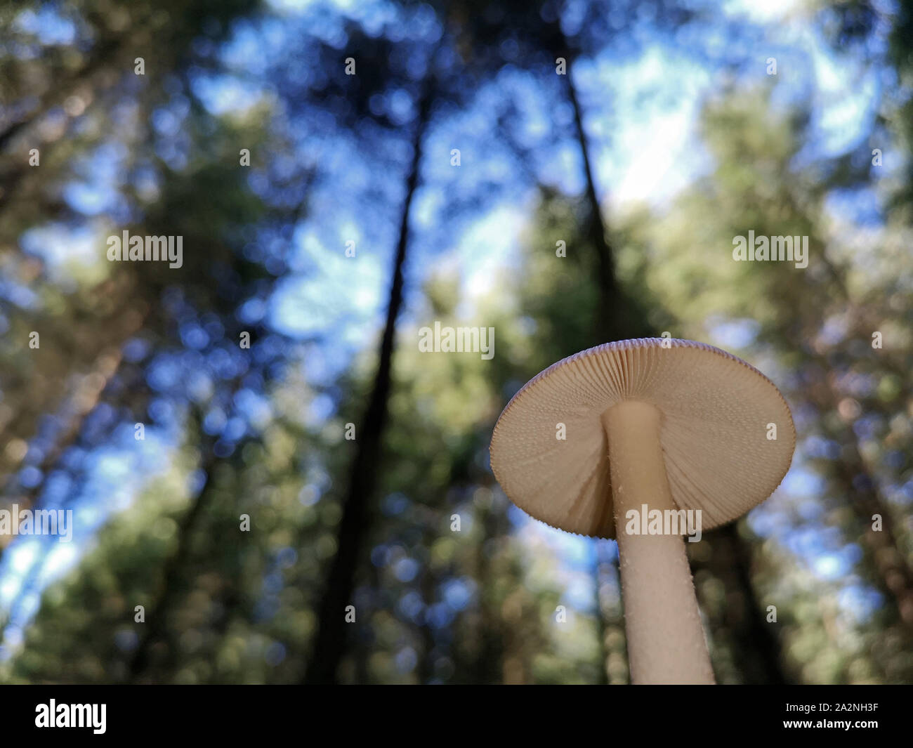 bottom view of wild mushroom growing in the forest with blue sky and ...