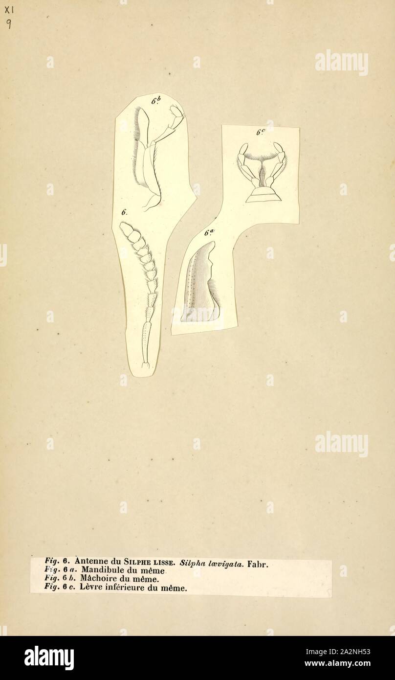 North american beetles hi-res stock photography and images - Alamy