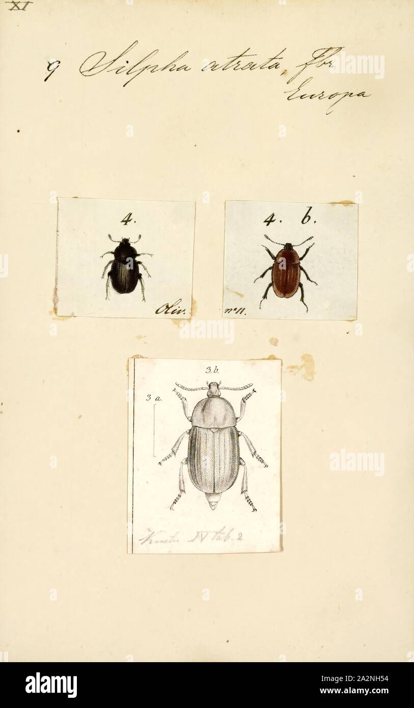 North american silphid beetles hi-res stock photography and images - Alamy