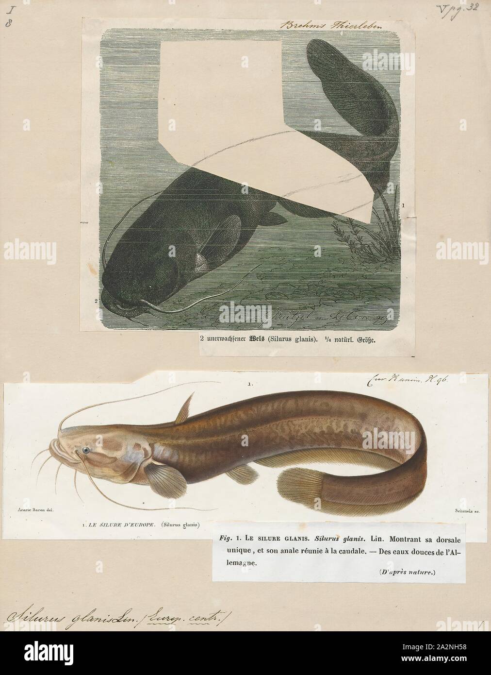 Flat head catfish hi-res stock photography and images - Alamy