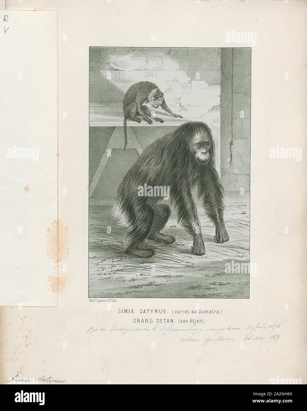 Simia satyrus, Print, Apes (Hominoidea) are a branch of Old World ...